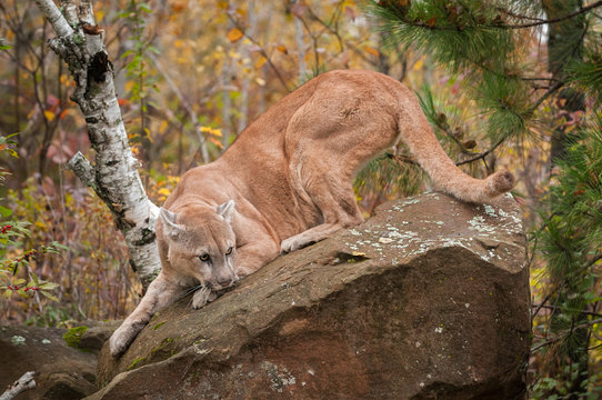Puma-Concolor Images – Browse 41 Stock Photos, Vectors, and Video ...