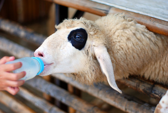 Baa-Lamb Bilder – Durchsuchen 372 Archivfotos, Vektorgrafiken und ...