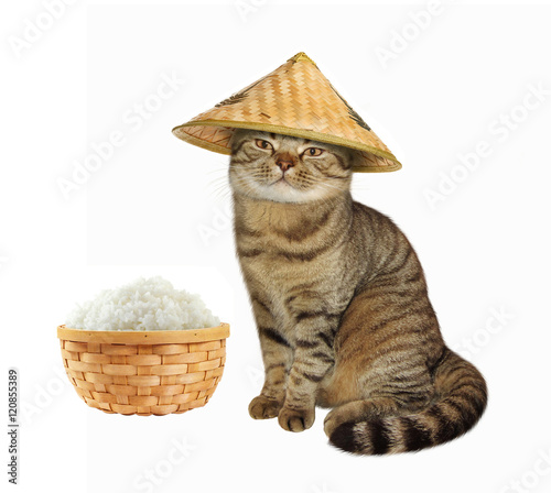"Oriental cat in a rice hat sits near a basket of rice on white ...