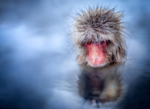 Japanmakak Images – Parcourir 649 le catalogue de photos, vecteurs et ...