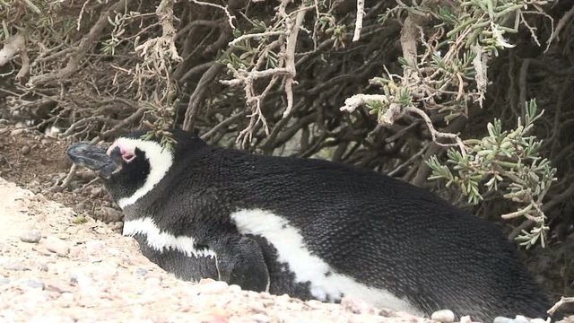 Peguin 影像 – 瀏覽 117 個素材庫相片、向量圖和影片 | Adobe Stock