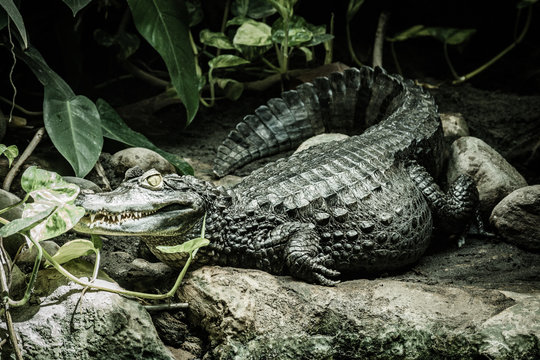 Kaiman Bilder – Durchsuchen 550 Archivfotos, Vektorgrafiken und Videos ...