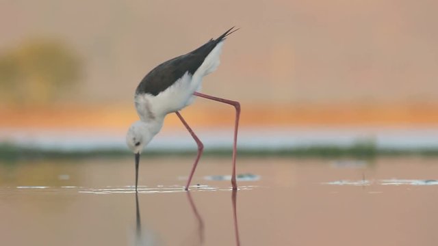 Stilts Bird Images – Browse 20,357 Stock Photos, Vectors, and Video ...
