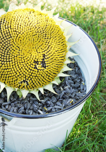 "Sunflower and seeds in the bucket" Stock photo and royalty-free images ...