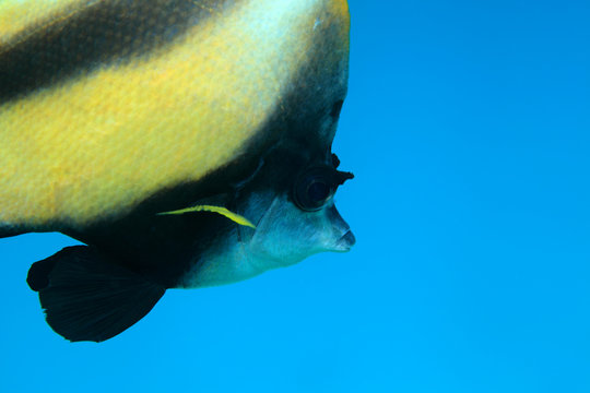 รูปภาพBanner-Fish – เลือกดูภาพถ่ายสต็อก เวกเตอร์ และวิดีโอ996 | Adobe Stock