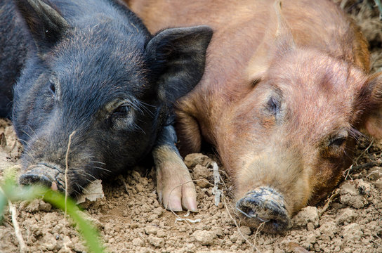 Suidae Bilder – Durchsuchen 11,007 Archivfotos, Vektorgrafiken und ...