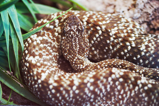 รูปภาพCrotalus – เลือกดูภาพถ่ายสต็อก เวกเตอร์ และวิดีโอ2,089 | Adobe Stock