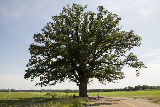 รูปภาพ"Bur Oak" – เลือกดูภาพถ่ายสต็อก เวกเตอร์ และวิดีโอ484 | Adobe Stock