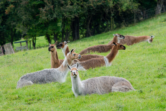Group Of Llamas Images – Browse 3,850 Stock Photos, Vectors, and Video ...