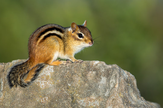 "Eastern Chipmunk"-Bilder: Stock-Fotos & -Videos. | Adobe Stock