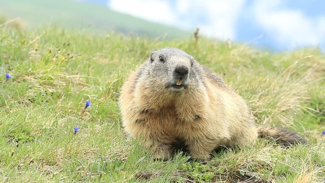 「Mormot」の写真素材 | 13件の無料イラスト画像 | Adobe Stock