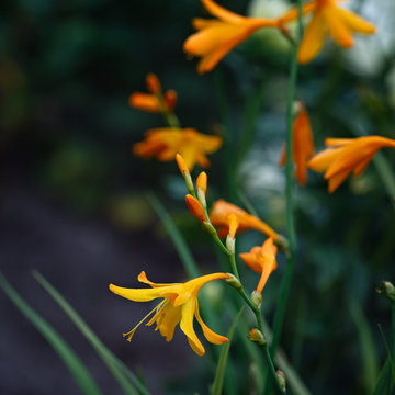 รูปภาพCrocosmia – เลือกดูภาพถ่ายสต็อก เวกเตอร์ และวิดีโอ1,956 | Adobe Stock
