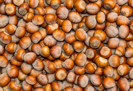 รูปภาพHazel – เลือกดูภาพถ่ายสต็อก เวกเตอร์ และวิดีโอ360,886 | Adobe Stock