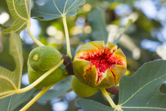 Fiorone Bilder – Durchsuchen 90 Archivfotos, Vektorgrafiken und Videos ...