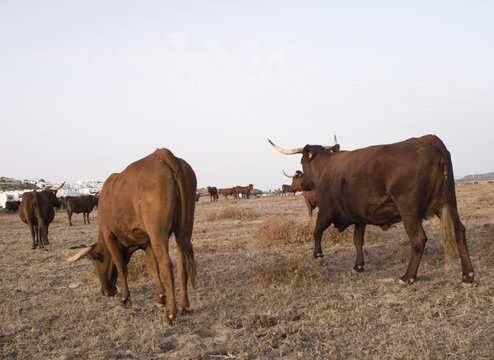 Stiere bilder – Bläddra bland 299 stockfoton, vektorer och videor ...