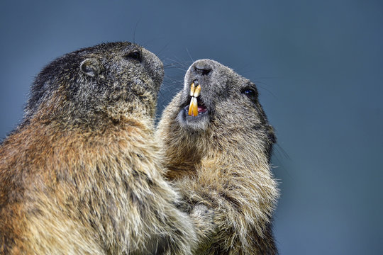 Mungg Bilder – Durchsuchen 41,293 Archivfotos, Vektorgrafiken und ...