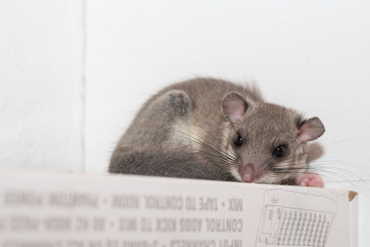 Bilch Images – Browse 50 Stock Photos, Vectors, and Video | Adobe Stock