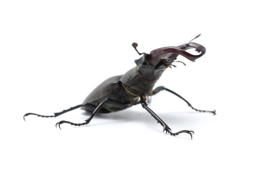 รูปภาพStag-Beetle – เลือกดูภาพถ่ายสต็อก เวกเตอร์ และวิดีโอ3,069 | Adobe ...