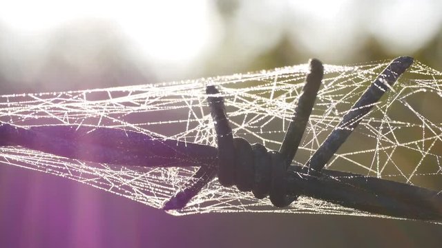 Spinnweben Imagens – Procure 1,956 fotos, vetores e vídeos | Adobe Stock