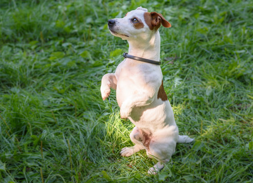 Dog Straight Pose Images – Browse 471 Stock Photos, Vectors, and Video ...