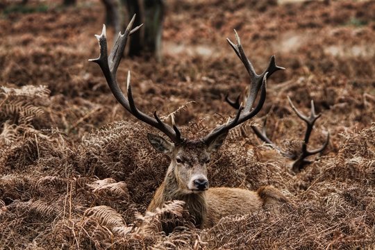 รูปภาพStag – เลือกดูภาพถ่ายสต็อก เวกเตอร์ และวิดีโอ2,496,611 | Adobe Stock