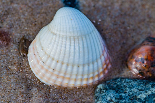 Muszelka Images – Browse 812 Stock Photos, Vectors, and Video | Adobe Stock