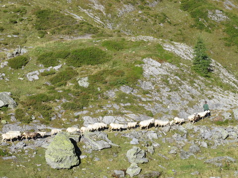 Schafhirt bilder – Bläddra bland 58 stockfoton, vektorer och videor ...