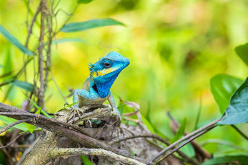 Wildlife photos, royalty-free images, graphics, vectors & videos ...