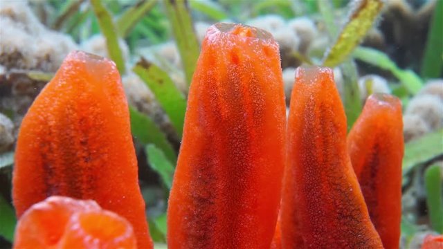 Ignis Images – Browse 1,070 Stock Photos, Vectors, and Video | Adobe Stock