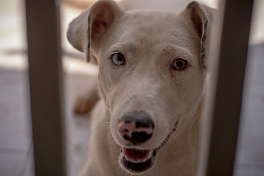 Barky Bilder – Durchsuchen 511 Archivfotos, Vektorgrafiken und Videos ...