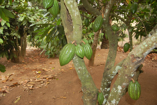 Cacaotier Images – Browse 48 Stock Photos, Vectors, and Video | Adobe Stock