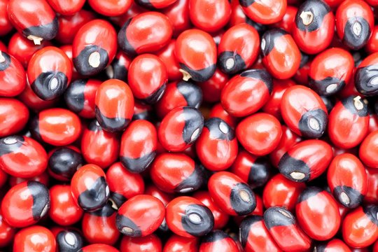 Abrin Bilder – Durchsuchen 8,538 Archivfotos, Vektorgrafiken und Videos ...