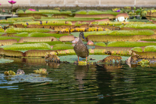 "Victoria Amazonica" Images – Browse 2,673 Stock Photos, Vectors, and ...