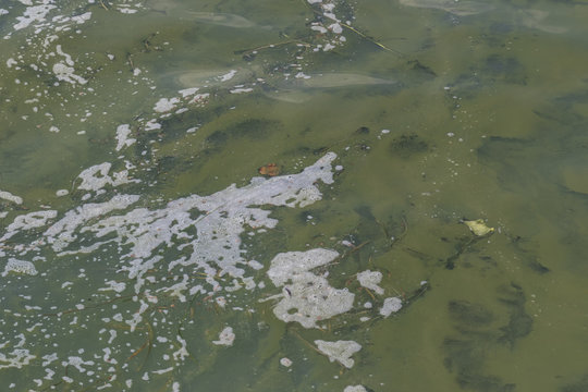 Hypertrophication bilder – Bläddra bland 2,420 stockfoton, vektorer och ...