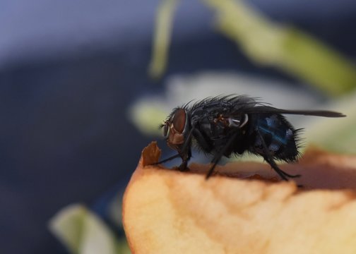 รูปภาพHouse-Fly – เลือกดูภาพถ่ายสต็อก เวกเตอร์ และวิดีโอ22,097 | Adobe ...