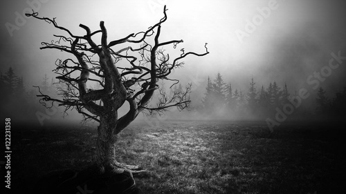 "Dark Horror Spooky tree." Stock photo and royalty-free images on ...