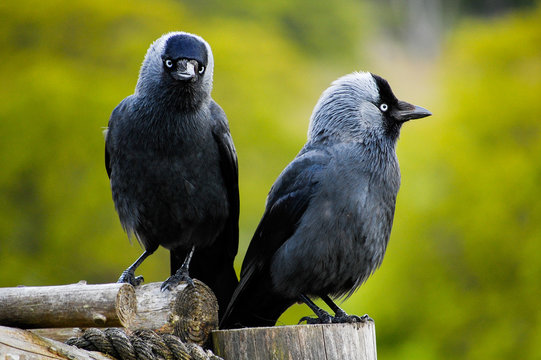 Jackdaws Images – Browse 33,927 Stock Photos, Vectors, and Video ...