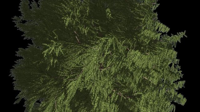 "Thin Tree" - Images et vidéos libres de droits | Adobe Stock