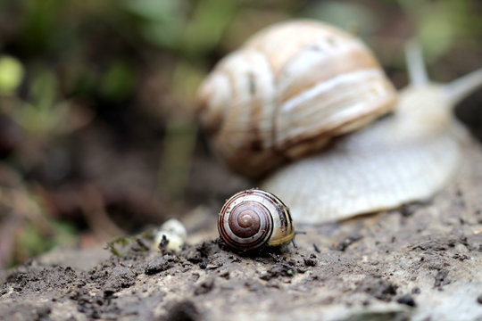 Sabbern bilder – Bläddra bland 306 stockfoton, vektorer och videor ...