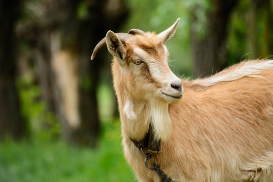 รูปภาพBoer – เลือกดูภาพถ่ายสต็อก เวกเตอร์ และวิดีโอ14,246 | Adobe Stock