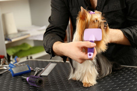 Hundefriseur Bilder – Durchsuchen 13,402 Archivfotos, Vektorgrafiken ...