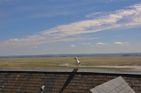 Goelan Images – Browse 40 Stock Photos, Vectors, and Video | Adobe Stock