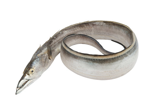 Trichiurus Images – Browse 52 Stock Photos, Vectors, and Video | Adobe ...