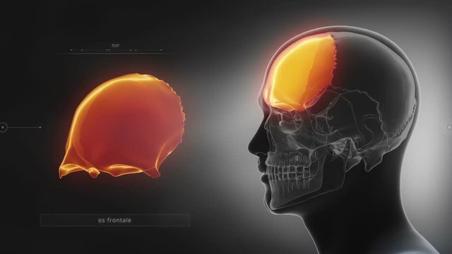 "Frontal Bone" Images – Browse 296,844 Stock Photos, Vectors, and Video ...