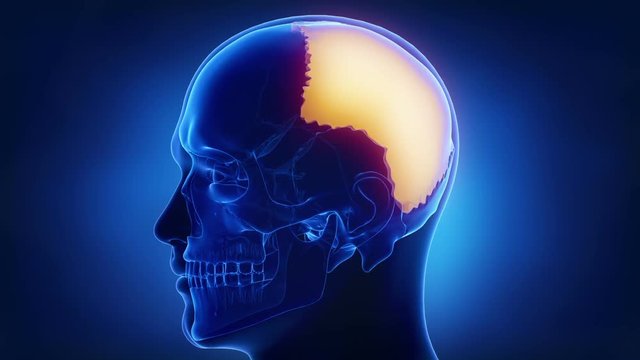 "Parietal Bone" Images – Browse 1,245 Stock Photos, Vectors, and Video ...