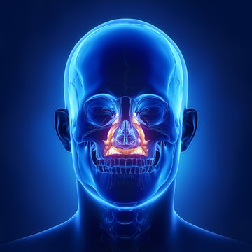 "Os Palatinum" Images – Browse 502 Stock Photos, Vectors, and Video ...