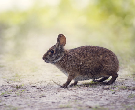 "Marsh Rabbit" Images – Browse 214 Stock Photos, Vectors, and Video ...