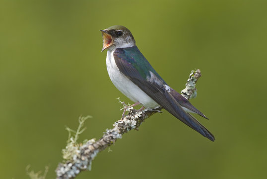 รูปภาพSwallows – เลือกดูภาพถ่ายสต็อก เวกเตอร์ และวิดีโอ195,803 | Adobe ...