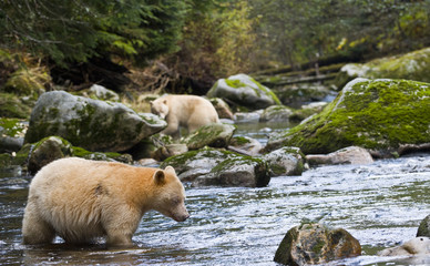 Bear photos, royalty-free images, graphics, vectors & videos | Adobe Stock