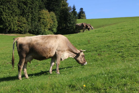 รูปภาพKuh-Fell – เลือกดูภาพถ่ายสต็อก เวกเตอร์ และวิดีโอ4 | Adobe Stock